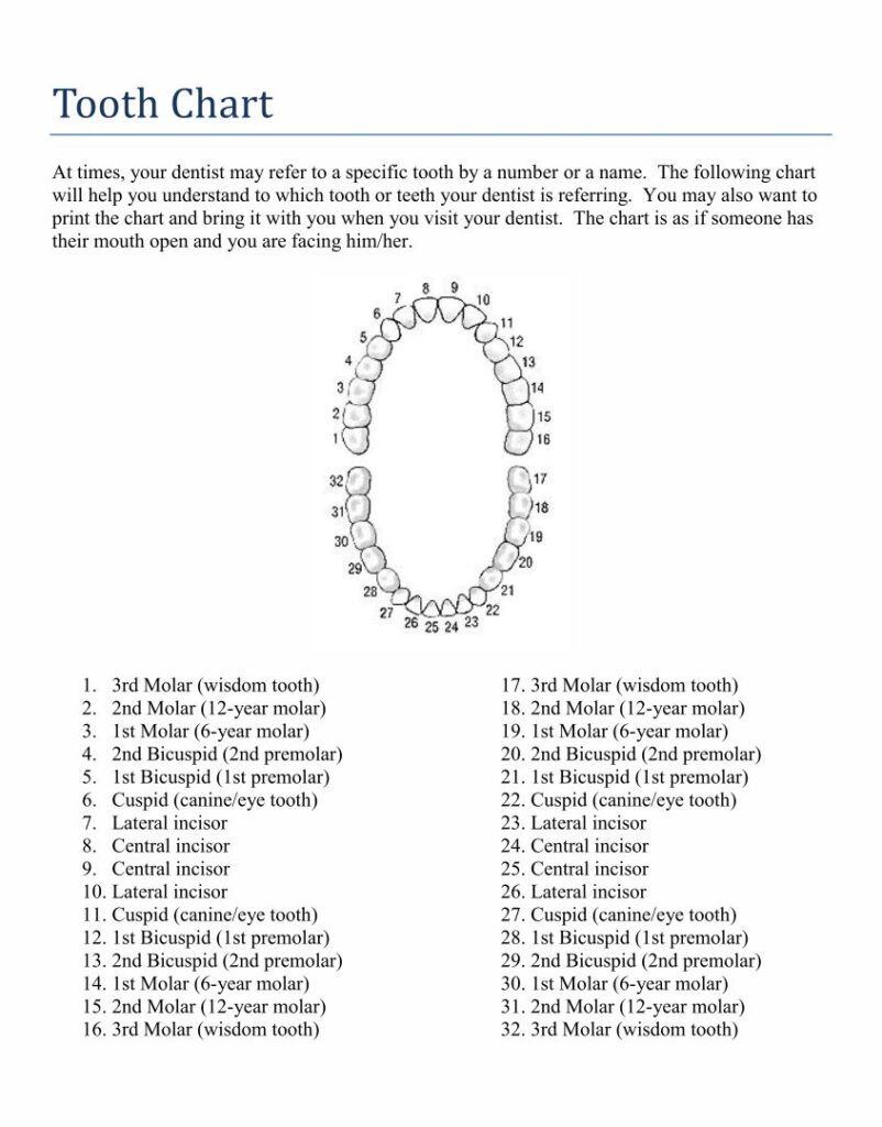 Printable Tooth Chart Full Sheet - Printable JD