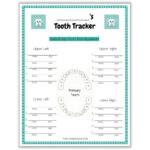 Printable Tooth Chart Full Sheet - Printable JD