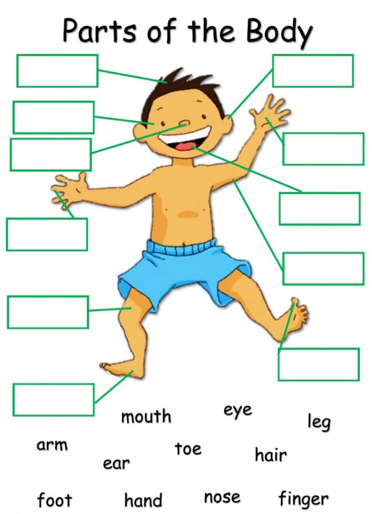 Free Printable Human Body Worksheets - Printable JD