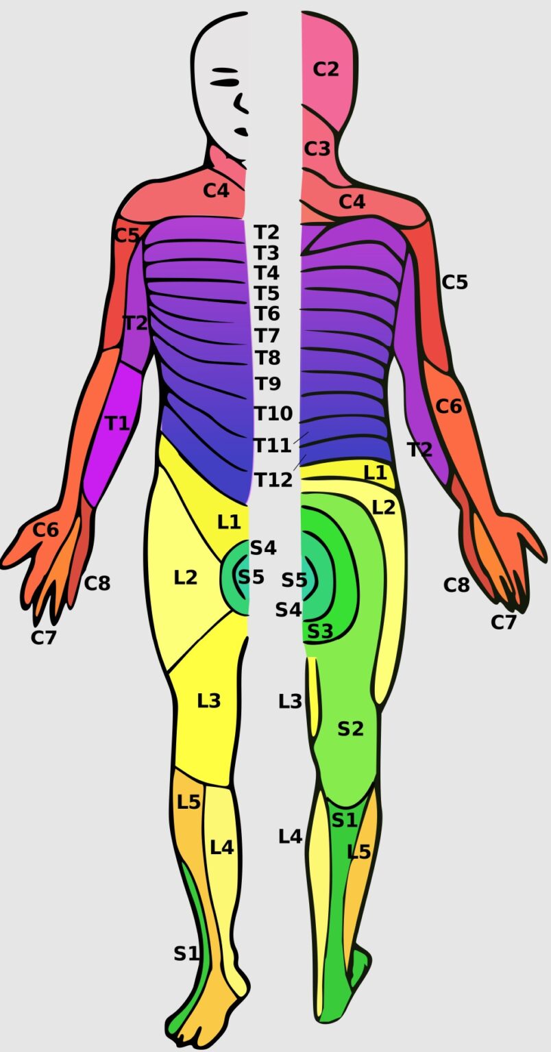 Printable Asia Dermatome - Printable JD