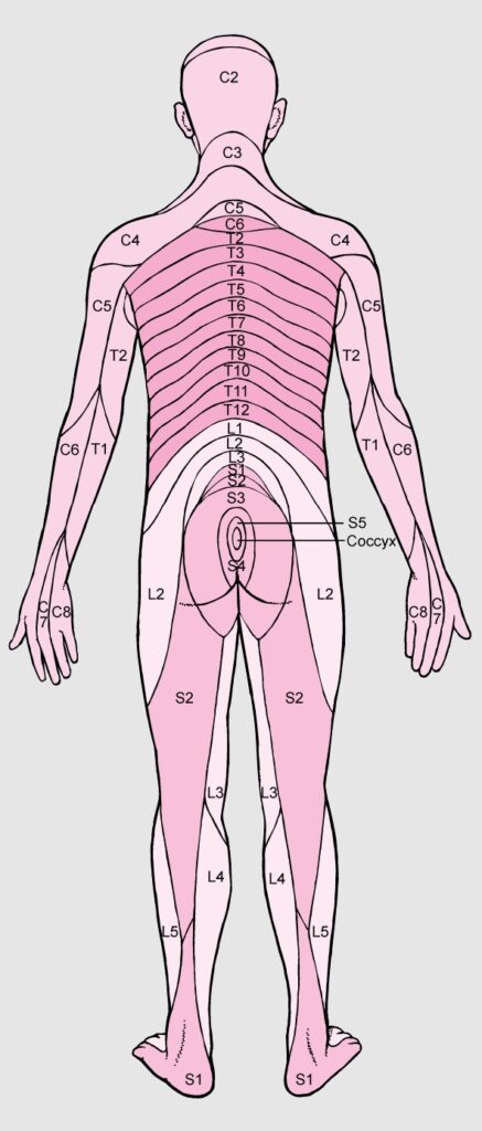 Printable C Spine Dermatomes - Printable JD