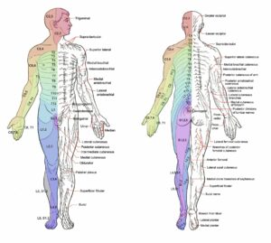 Printable Cervical Dermatome Map - Printable JD