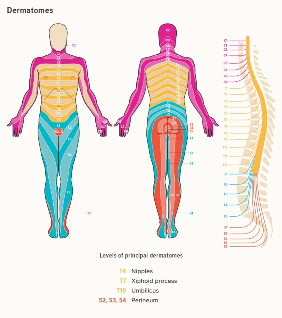 Printable Cervical Dermatomes - Printable JD