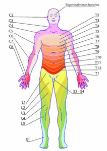 Printable Le Dermatome Map - Printable JD