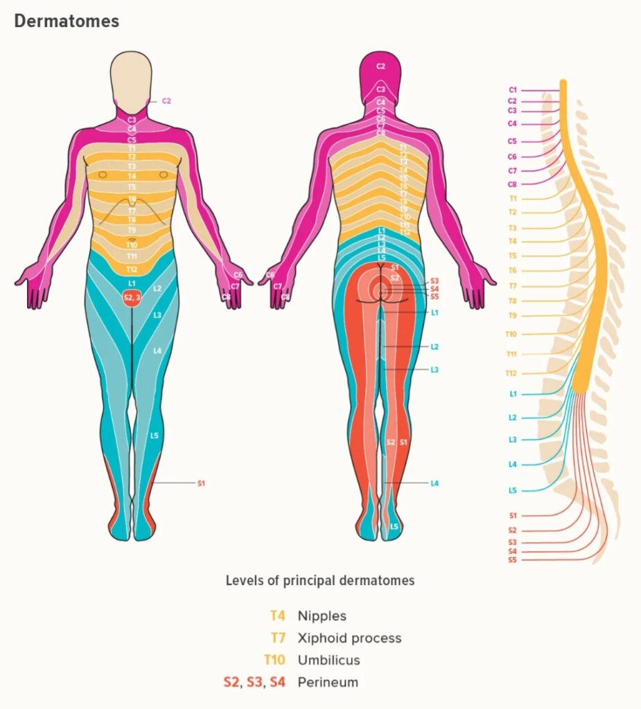 Printable Le Dermatomes - Printable JD
