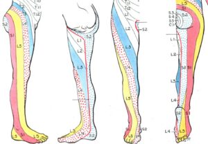 Printable Leg Dermatomes - Printable JD