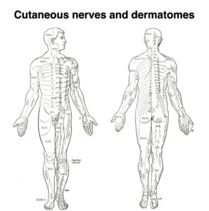 Printable Lumbar Dermatomes - Printable JD