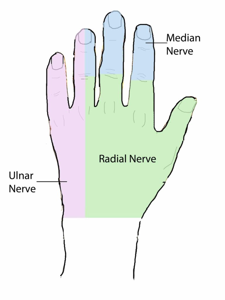Printable Sensory Dermatome Of Hand - Printable JD