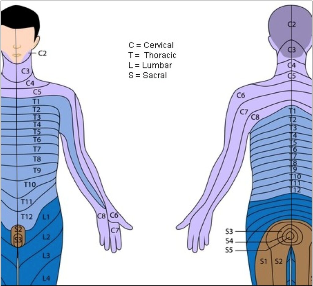 Printable Sensory Dermatome Of Hand - Printable JD