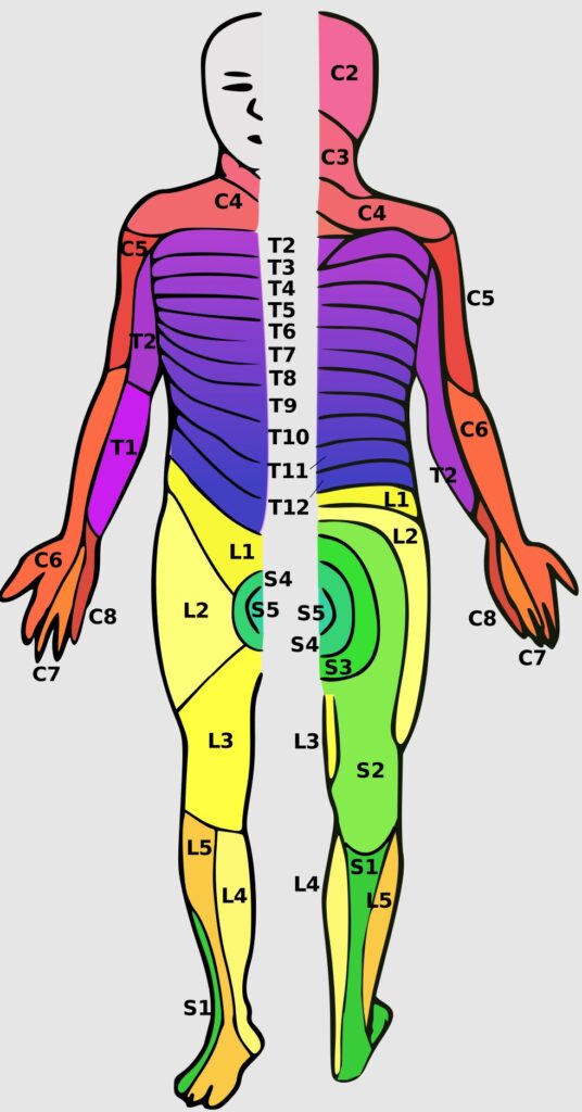 Printable Spinal Cord Assessment and Dermatone - Printable JD